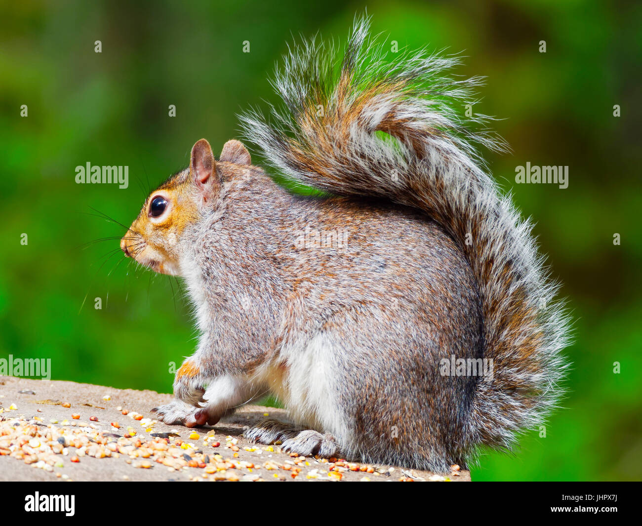 An alert grey squirrel, close up in profile, sitting on a feed table ...