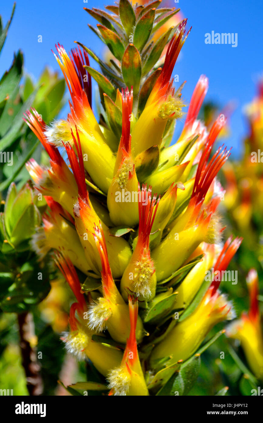 Protea family hi-res stock photography and images - Alamy