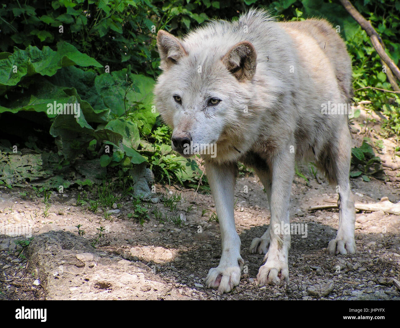 Single wolf hi-res stock photography and images - Alamy