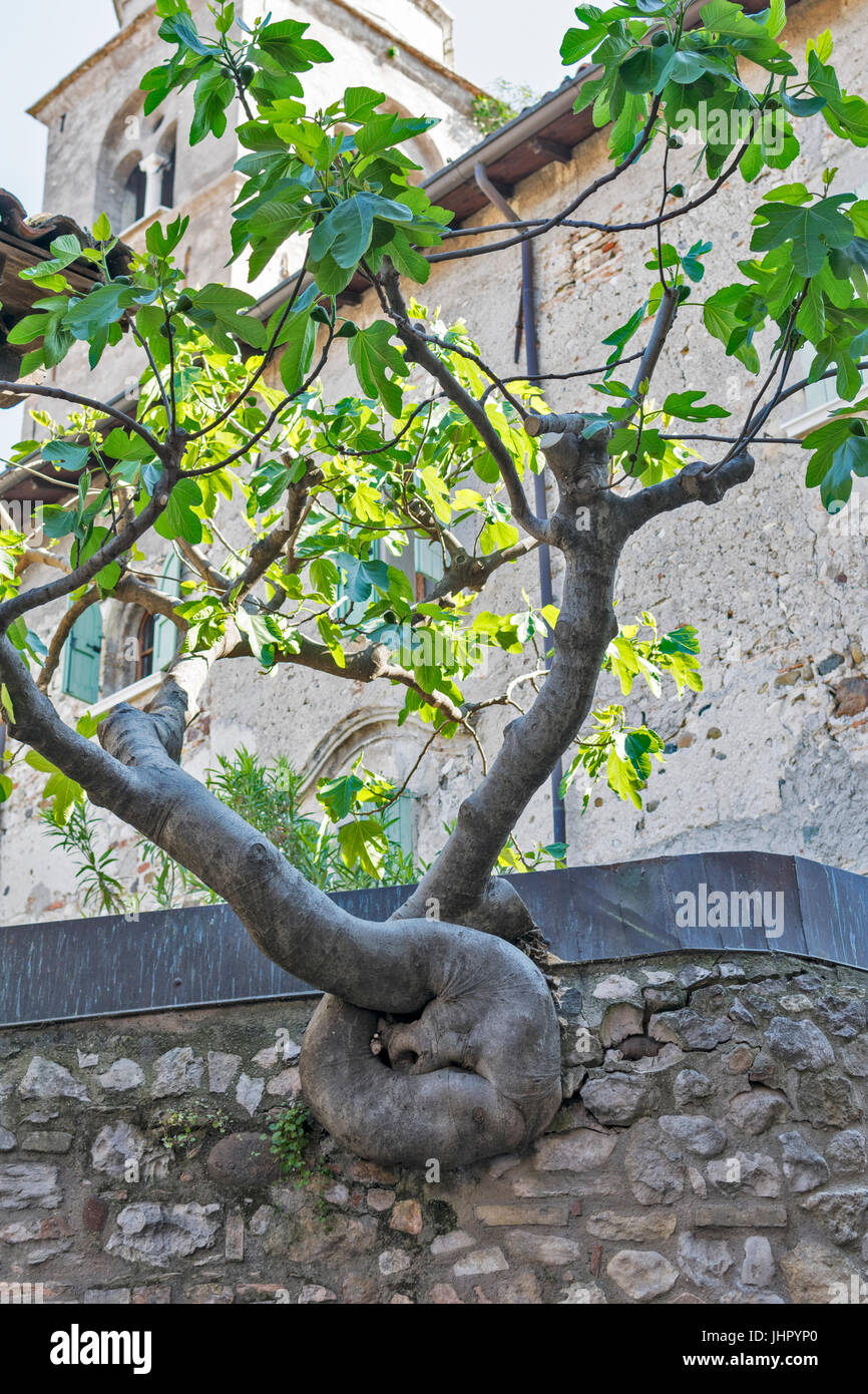 Fig tree wall hi-res stock photography and images - Alamy