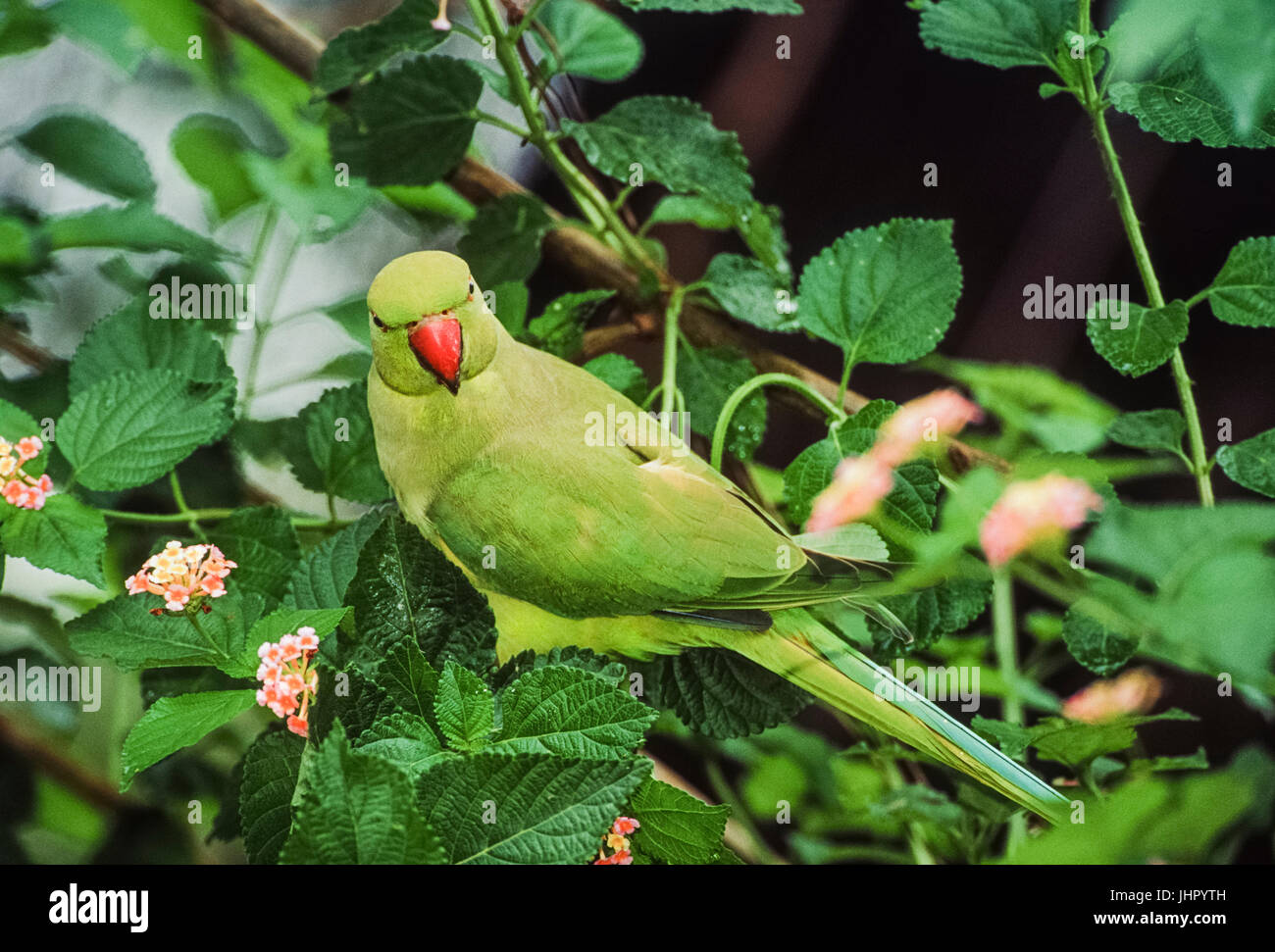 Ring necked parakeet pest hi-res stock photography and images - Alamy