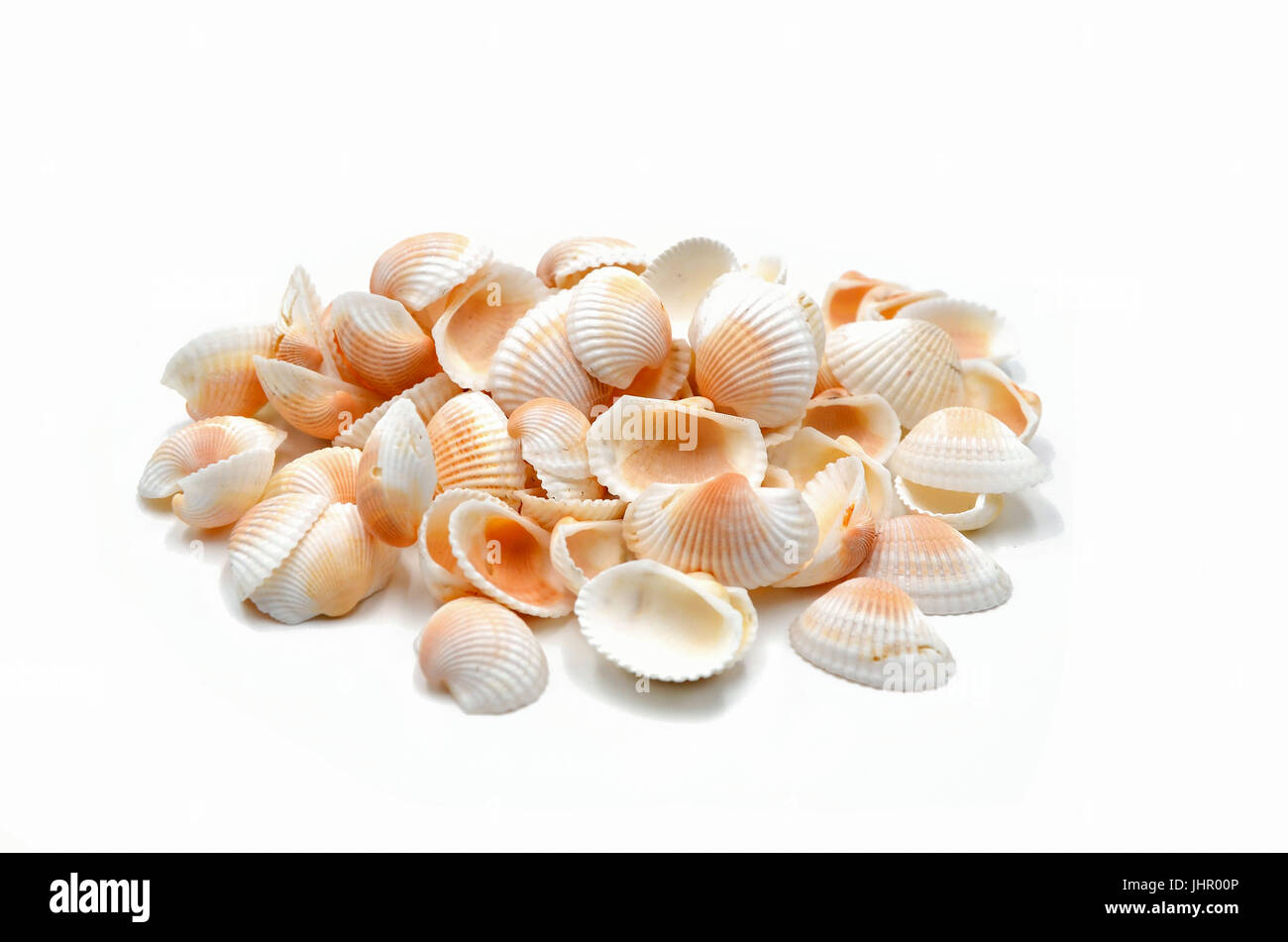 shells on white background Stock Photo - Alamy