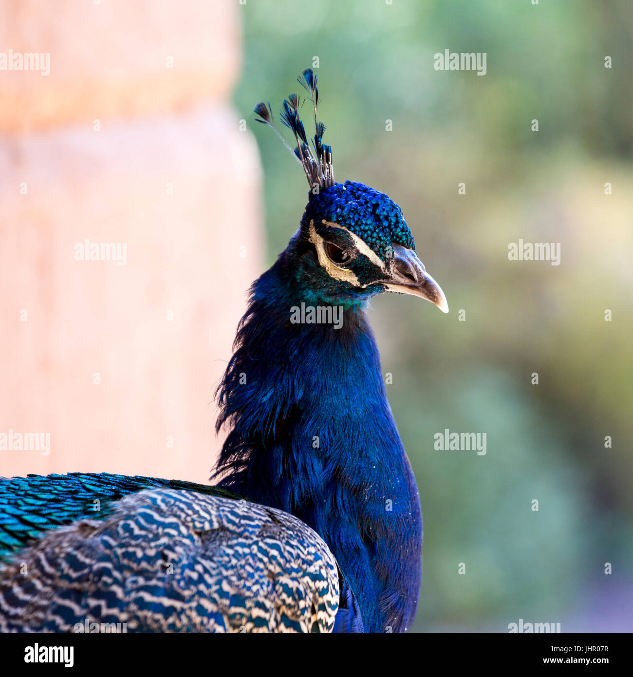 Female peacock closeup hi-res stock photography and images - Alamy