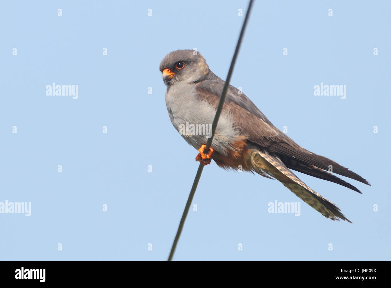 Rarity twitch hi-res stock photography and images - Alamy