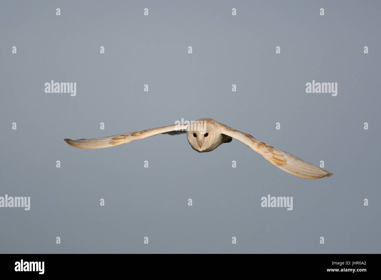 Hunting Barn Owl Stock Photo - Alamy