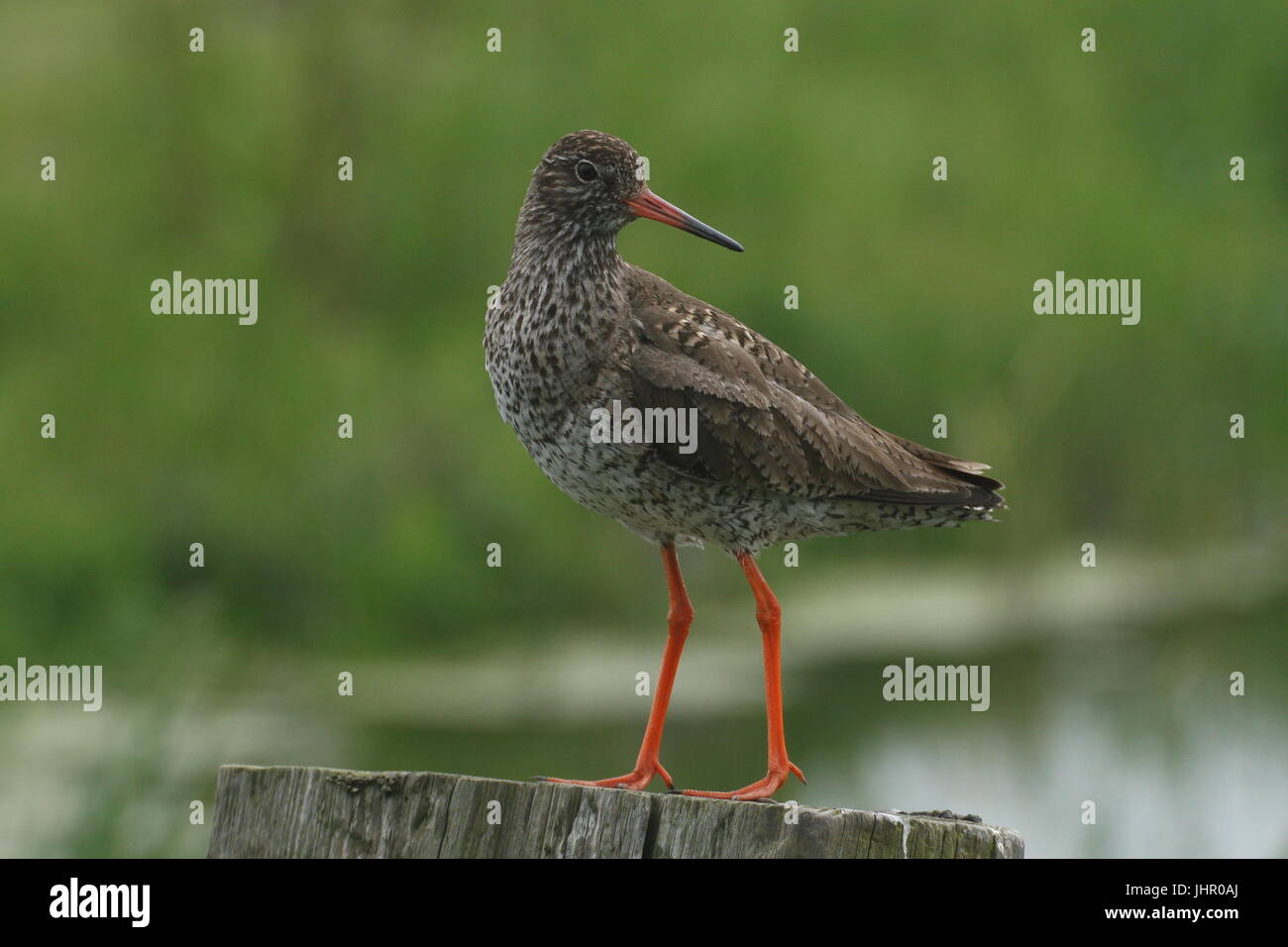 Adult common Redshank Stock Photo - Alamy