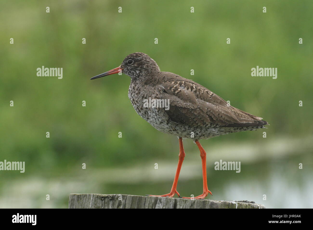 Adult common Redshank Stock Photo - Alamy