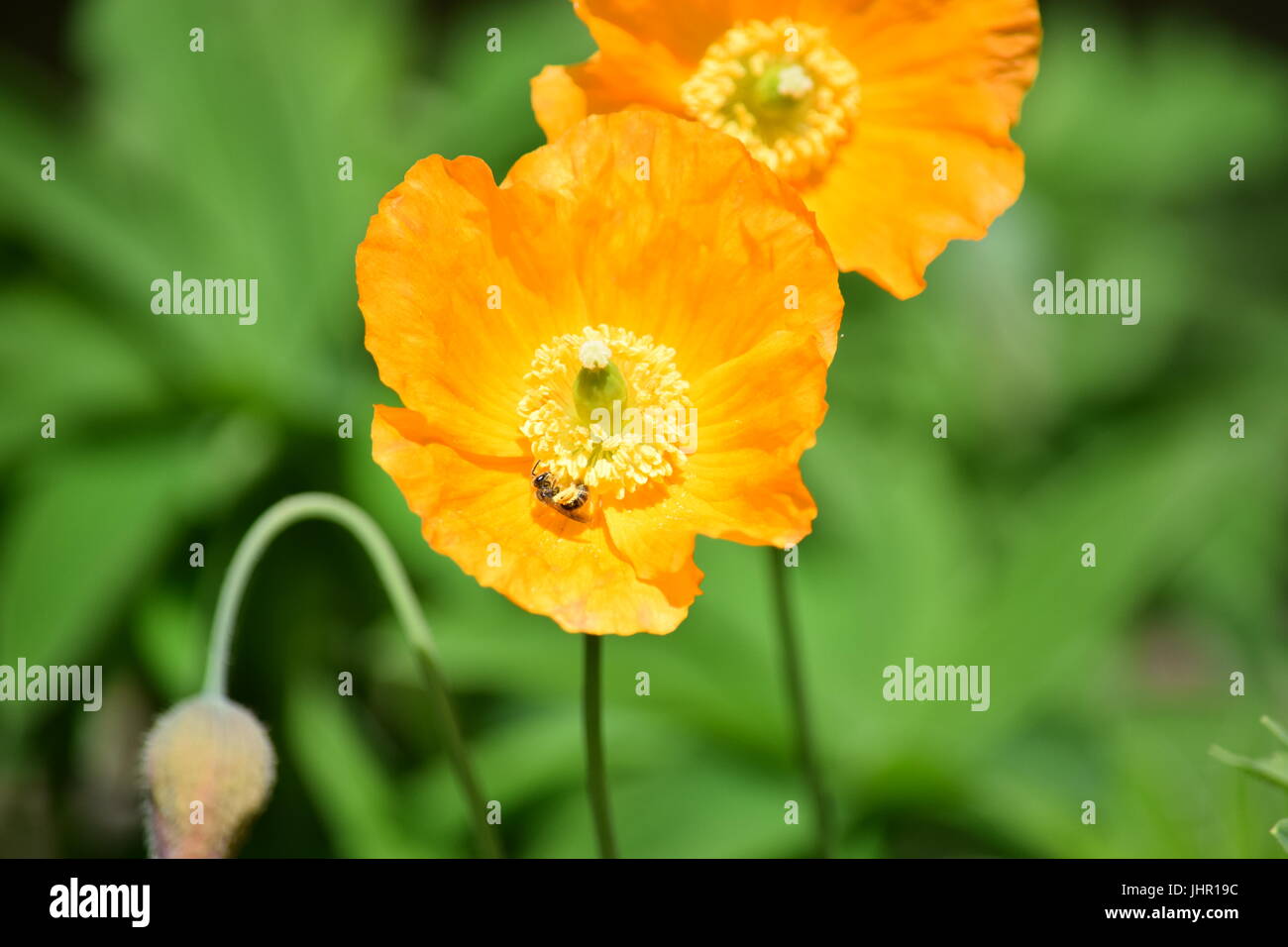 Welsh poppy hi-res stock photography and images - Alamy