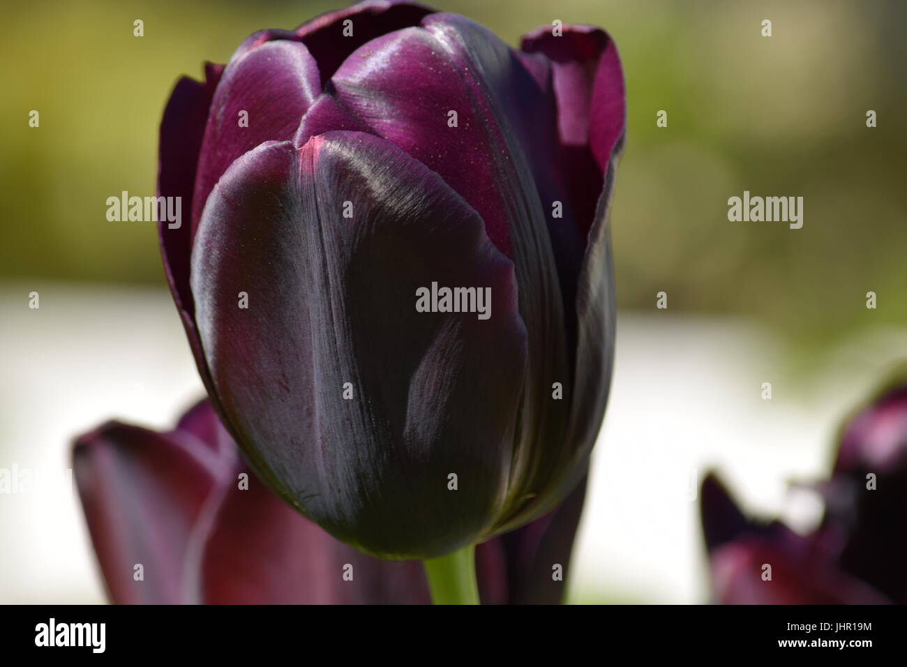Purple tulip flower Stock Photo - Alamy