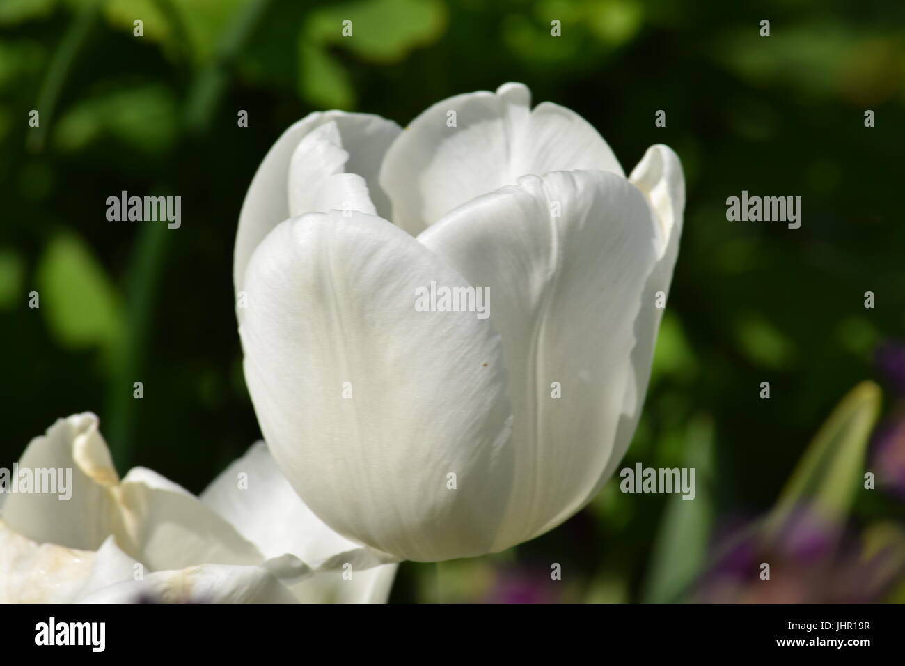 White tulip flower Stock Photo - Alamy