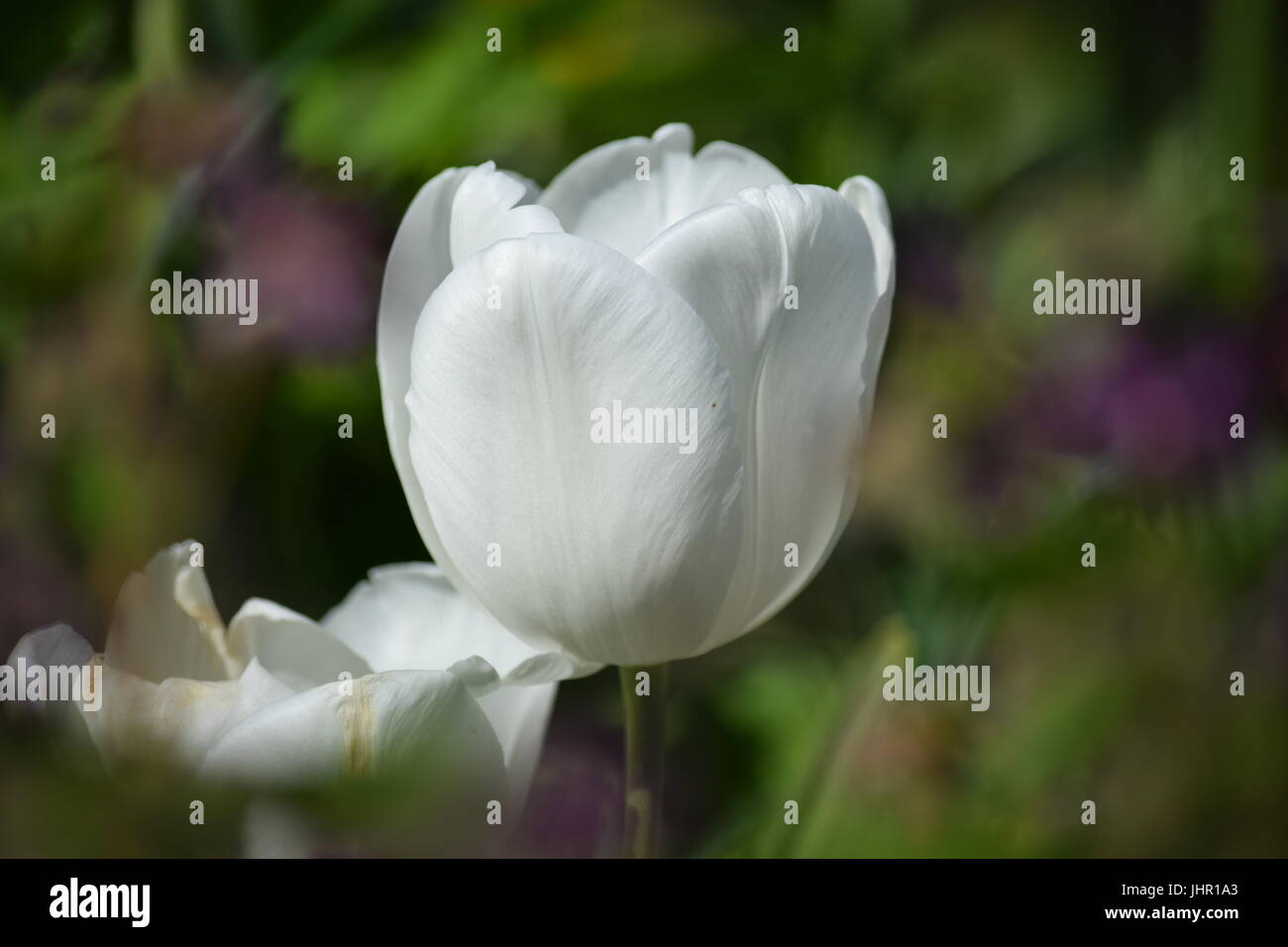 White tulip flower Stock Photo - Alamy