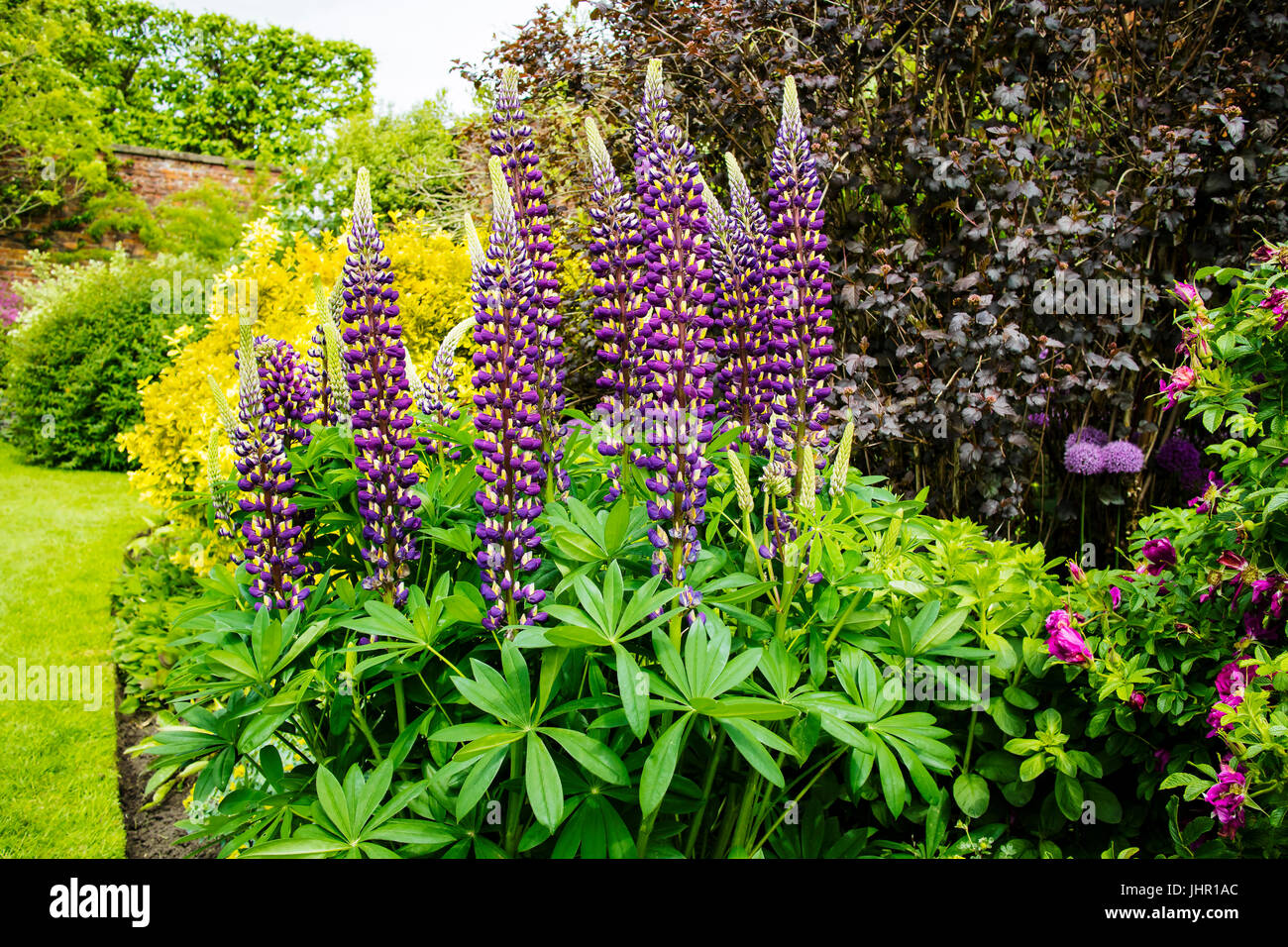 Tall blue flower spikes hi-res stock photography and images - Alamy