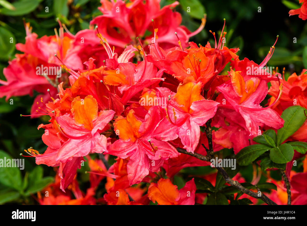 Cluster of vivid flame red Azalea flowering shrub Stock Photo - Alamy