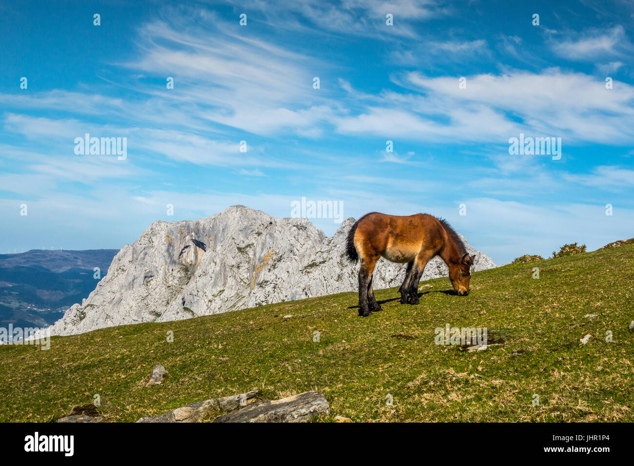 Young pony pasturing in the mountains, Basque Country Stock Photo - Alamy