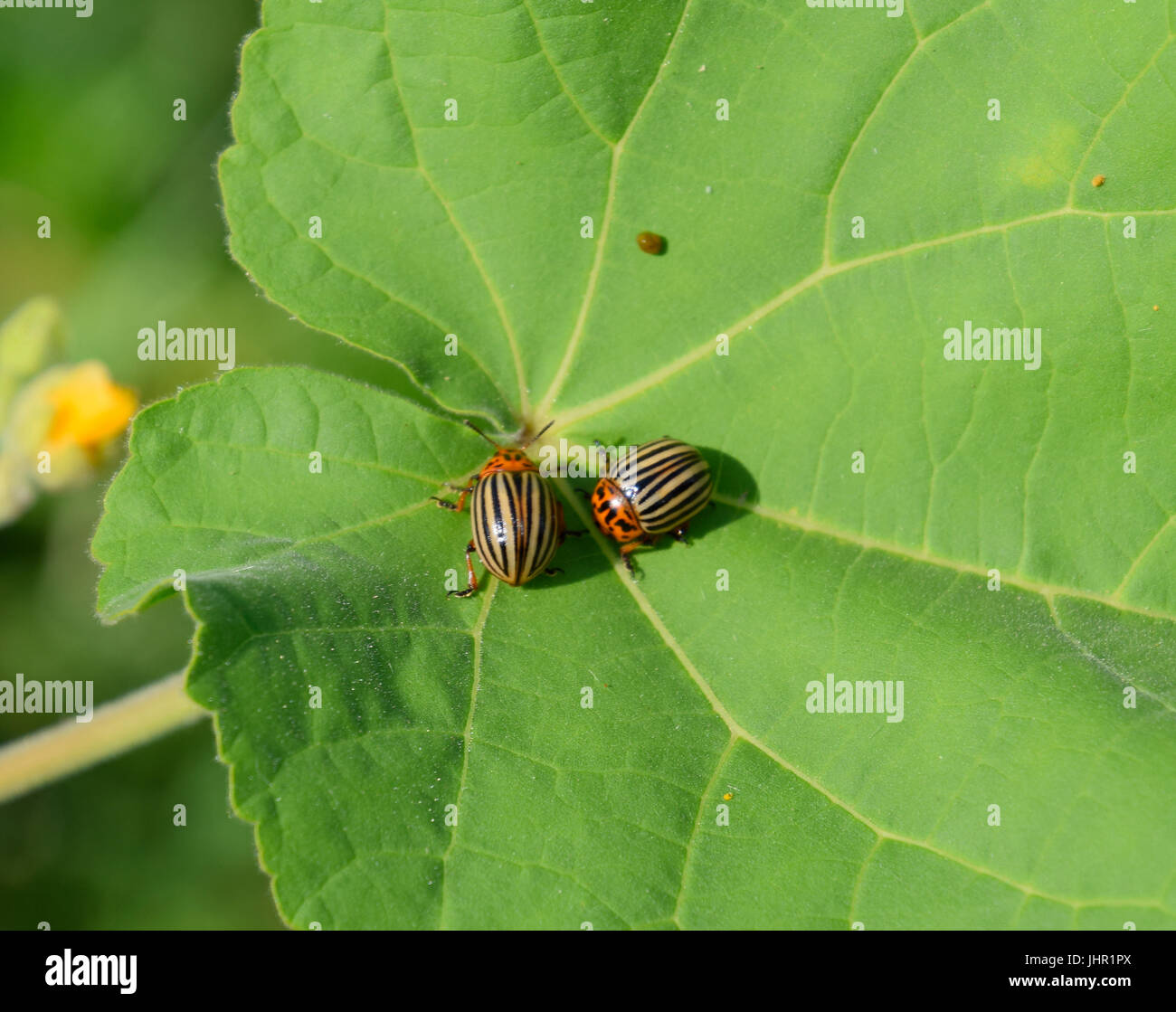 Colorado beetle on a leaf of a plant. Adult striped Colorado beetles ...