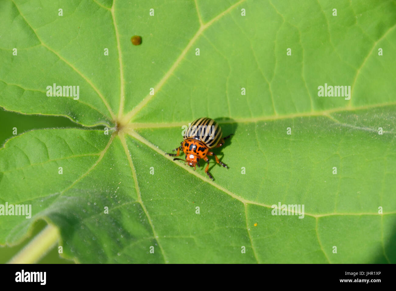Colorado beetle on a leaf of a plant. Adult striped Colorado beetles ...