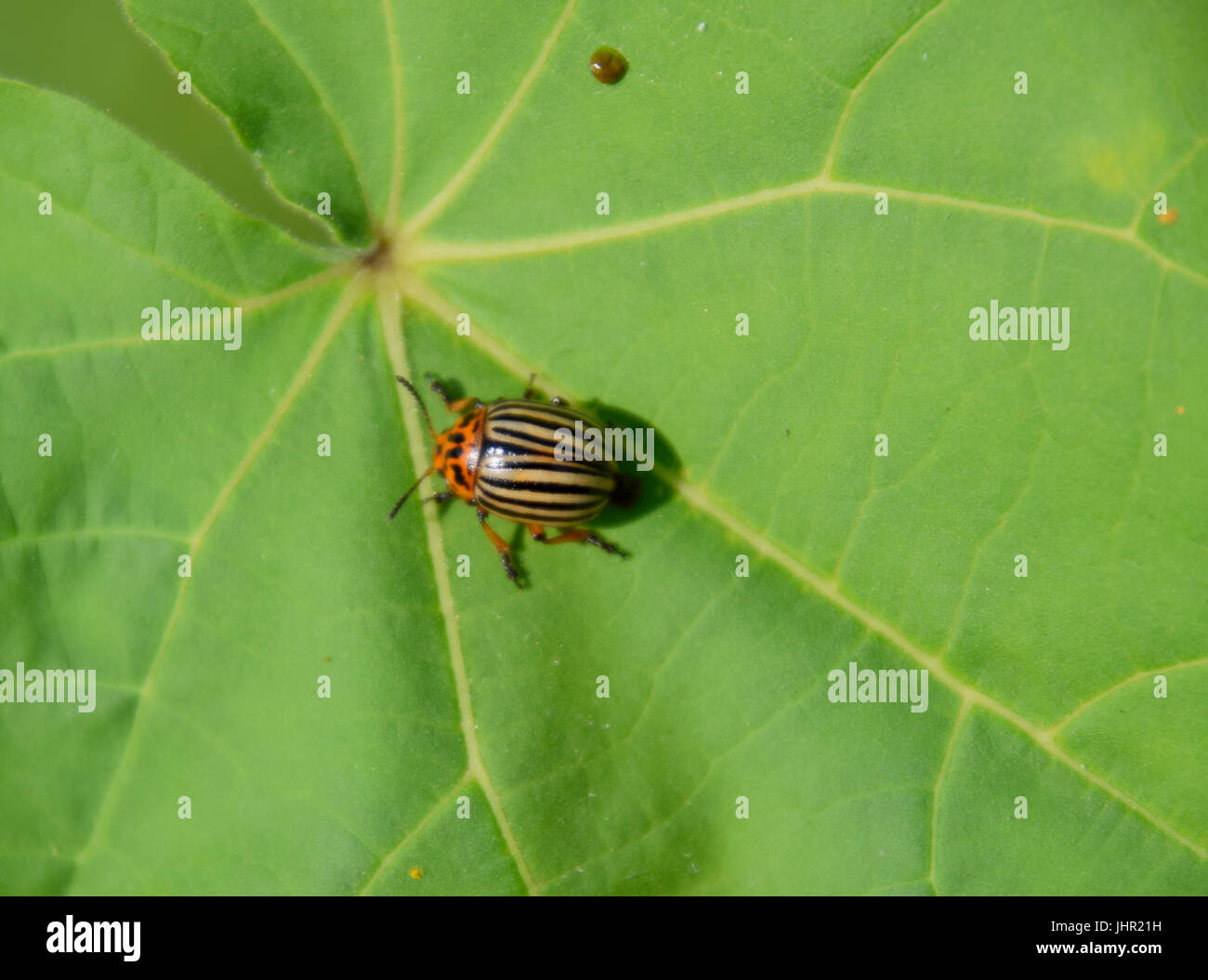 Colorado beetle on a leaf of a plant. Adult striped Colorado beetles ...