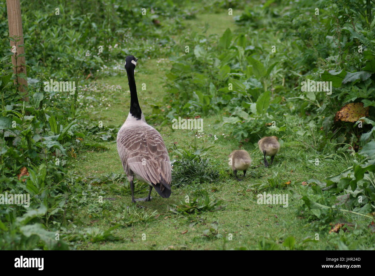 View from behind of canada goose and goslings hi-res stock photography ...