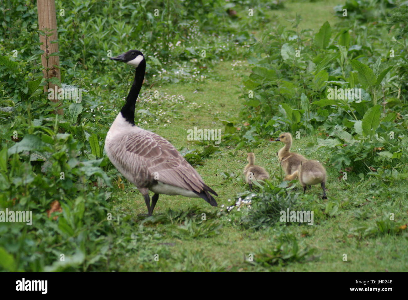 Canadian goose with goslings Stock Photo - Alamy