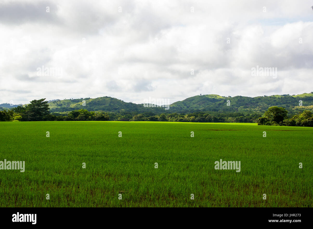 Green Rise field in the country side of Panama Stock Photo - Alamy