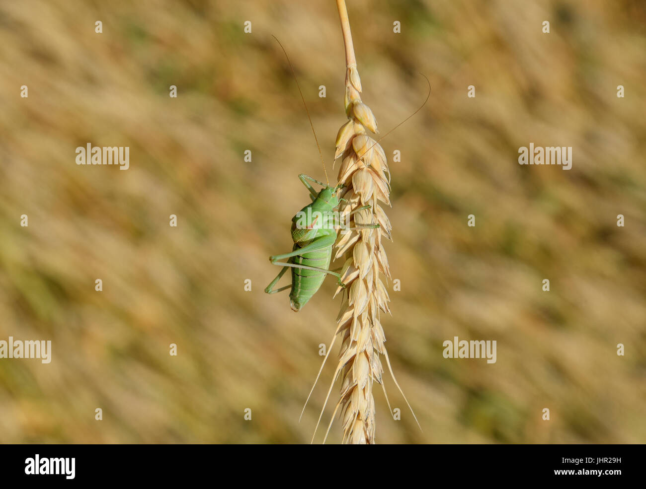 Isophia. Grasshopper is an isophy on a wheat spikelet. Isophya Stock ...