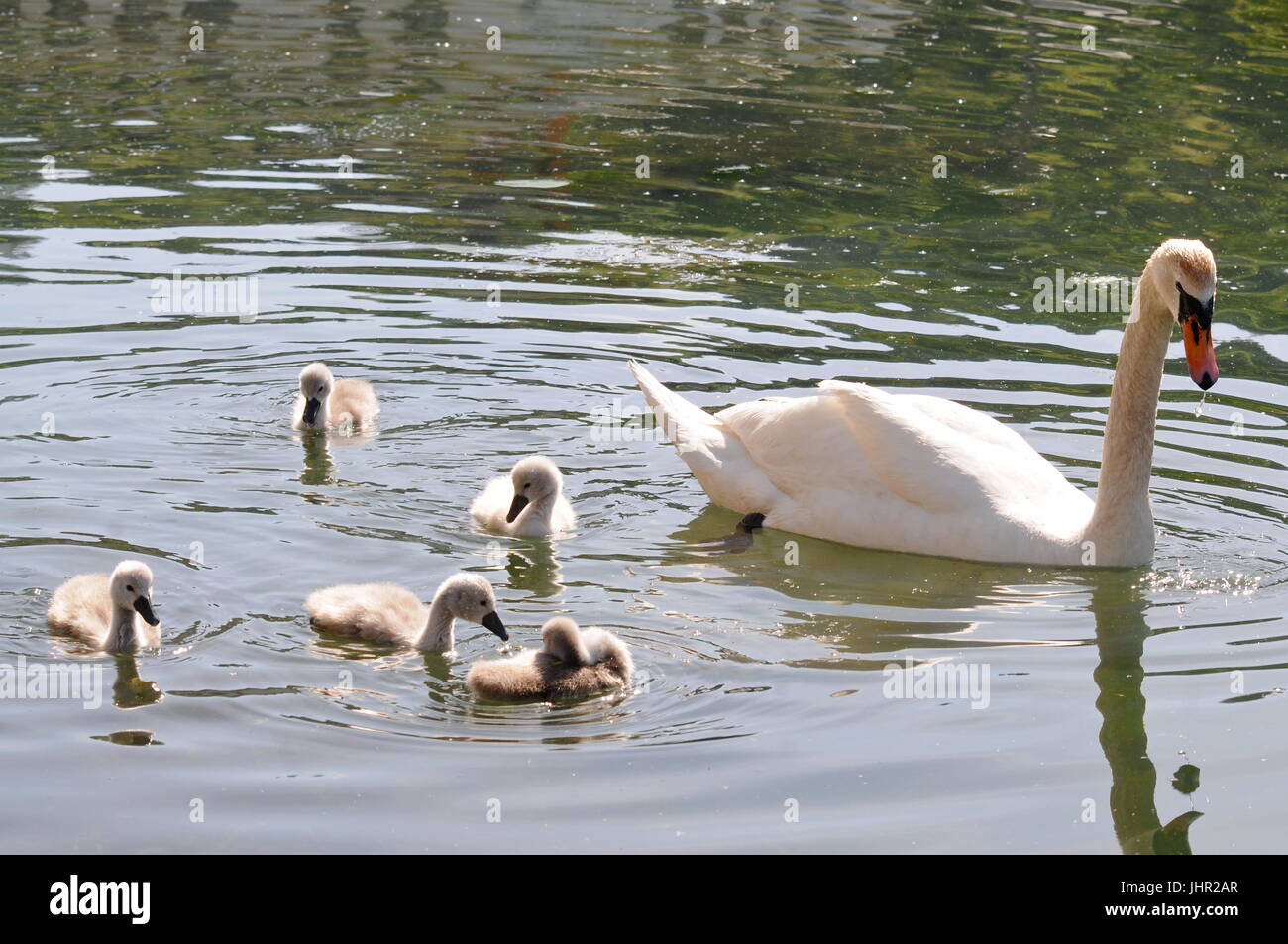 A couple of swans lives, with new born babies, in the modern area of ...