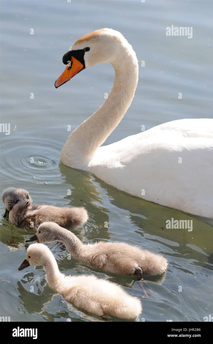 A couple of swans lives, with new born babies, in the modern area of ...