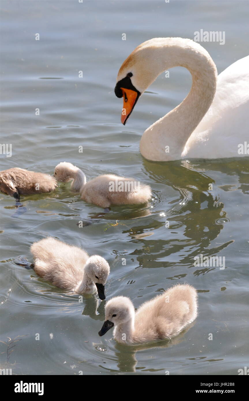 A couple of swans lives, with new born babies, in the modern area of ...