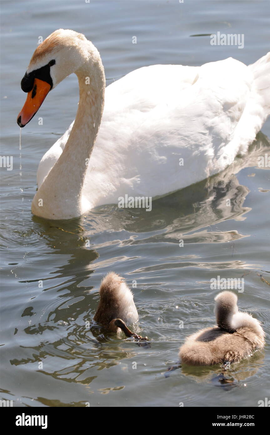 A couple of swans lives, with new born babies, in the modern area of ...