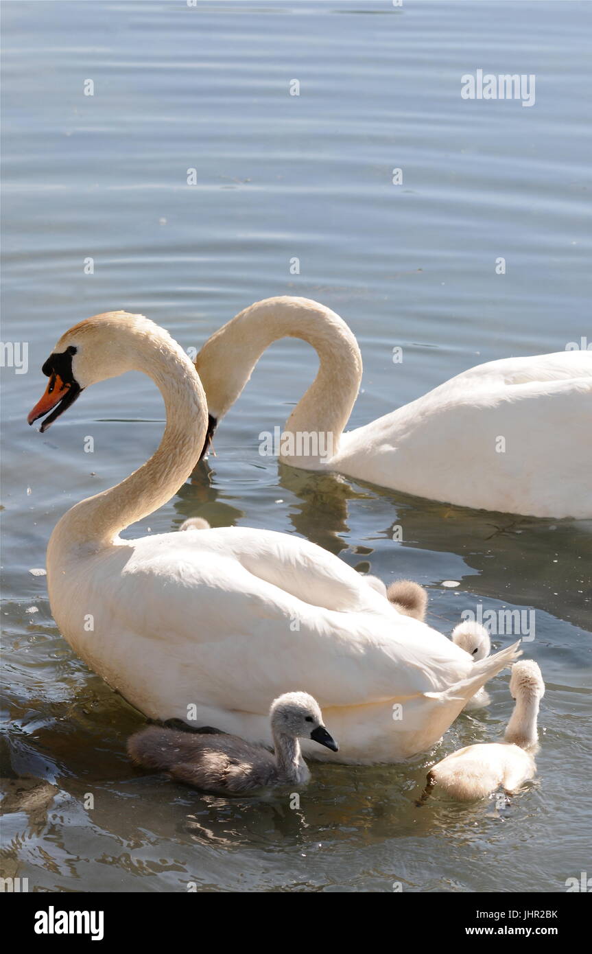 A couple of swans lives, with new born babies, in the modern area of ...