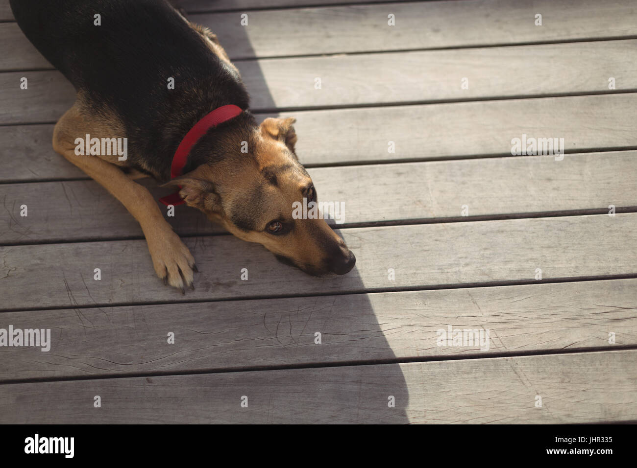 Dog plank hi-res stock photography and images - Alamy