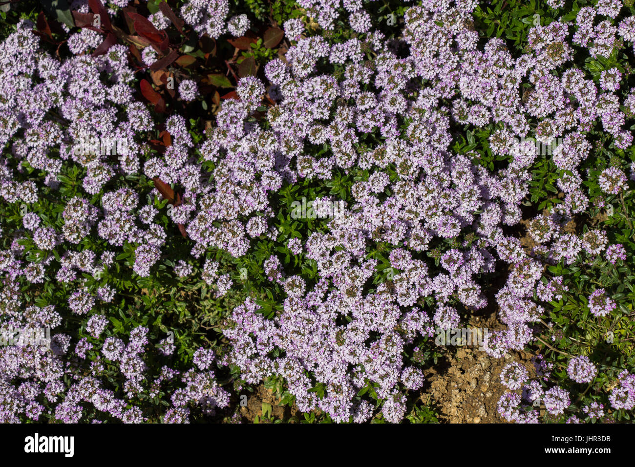 Blooming spring flowers as a colorful background Stock Photo - Alamy
