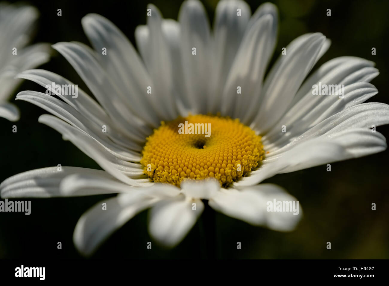 Close-up of fresh white daisy flower Stock Photo - Alamy