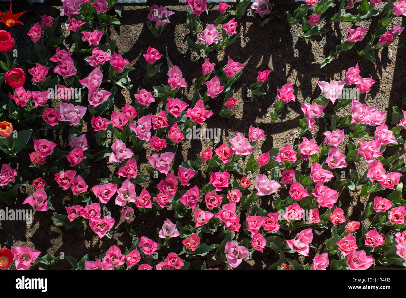 Blooming spring flowers as a colorful background Stock Photo - Alamy