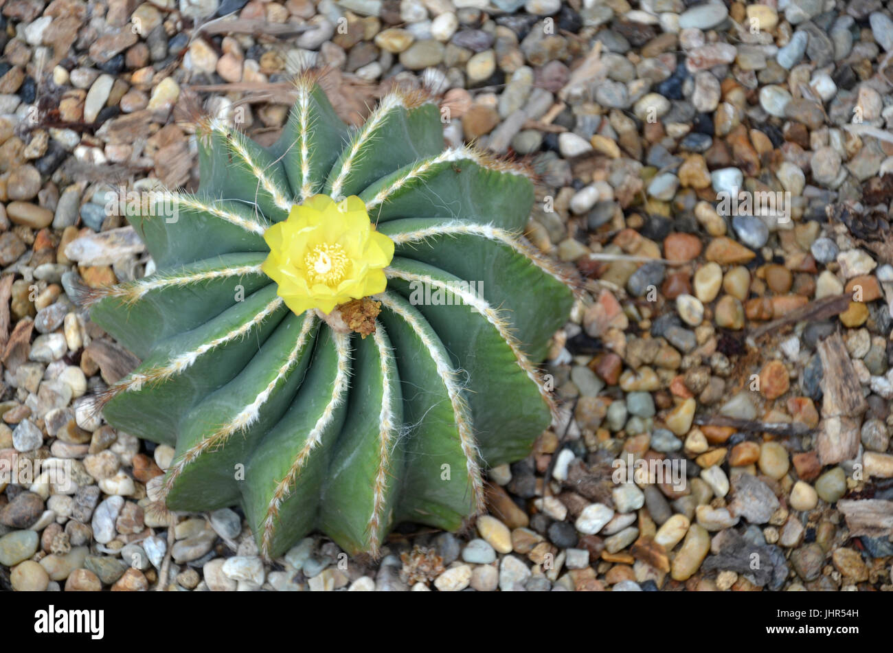 Balloon Cactus or Green Ball Cactus, Blue Ball Cactus with blooming ...