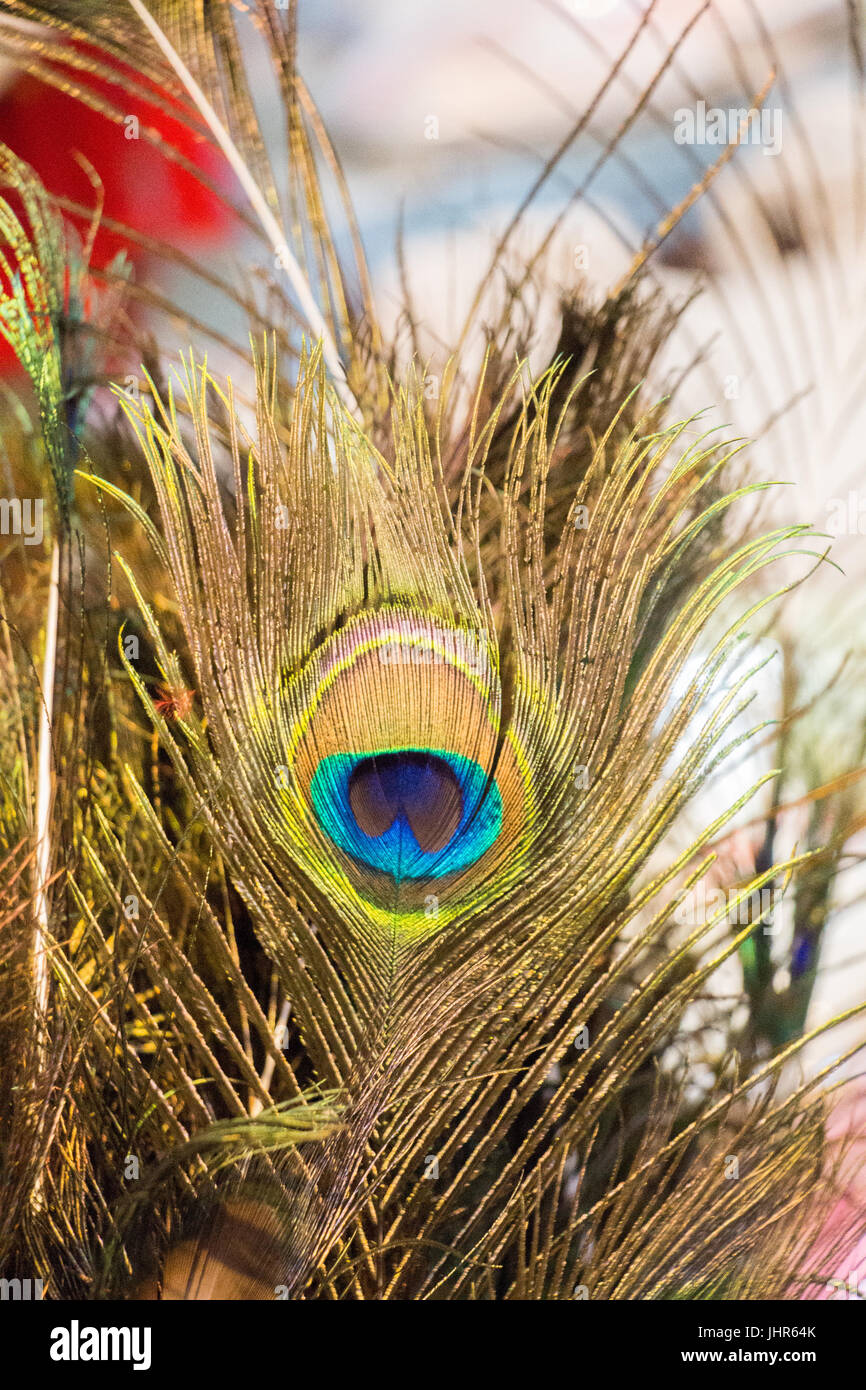 Tender beautiful bird feathers and pattern Stock Photo - Alamy