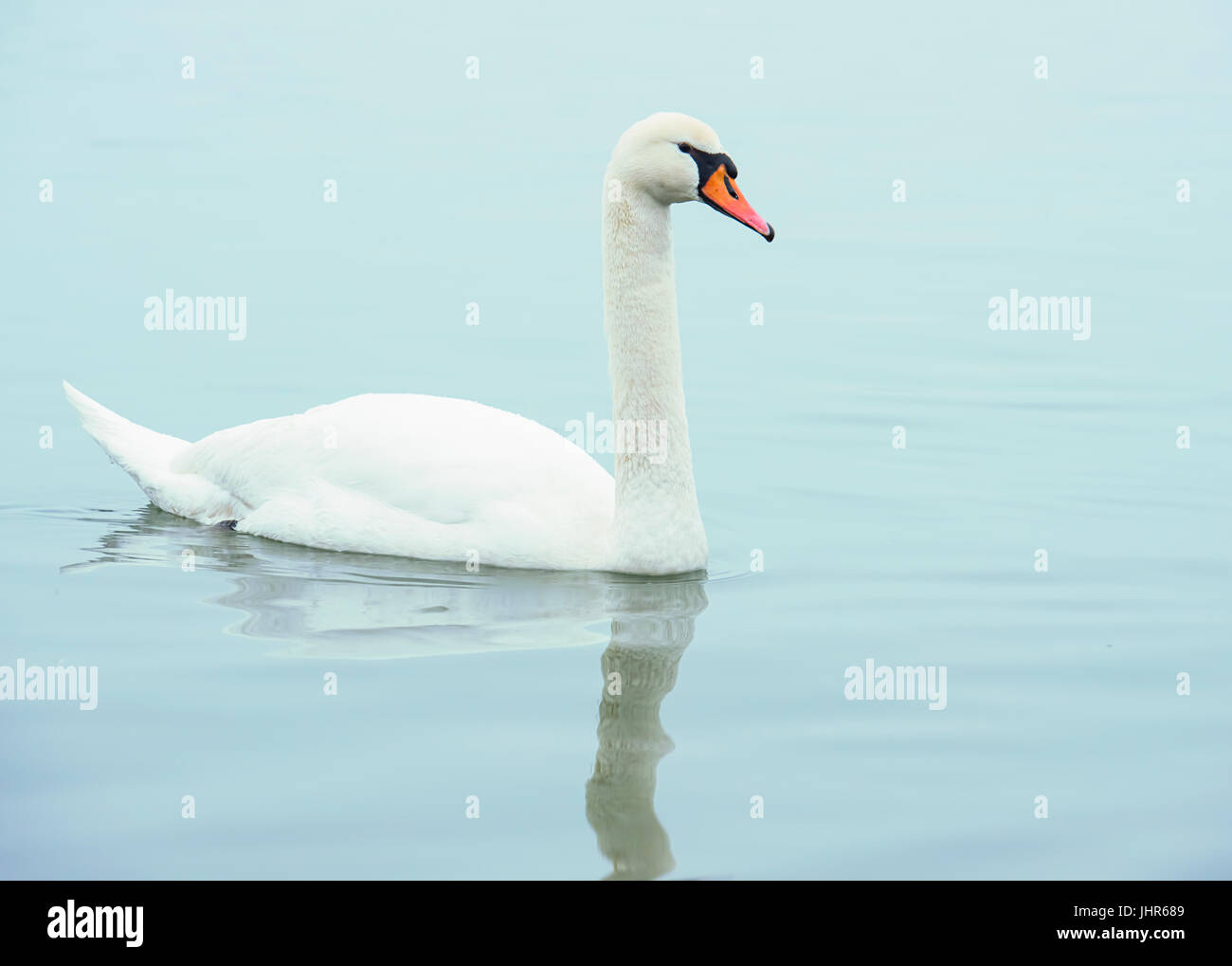 White swan pride in water Stock Photo - Alamy
