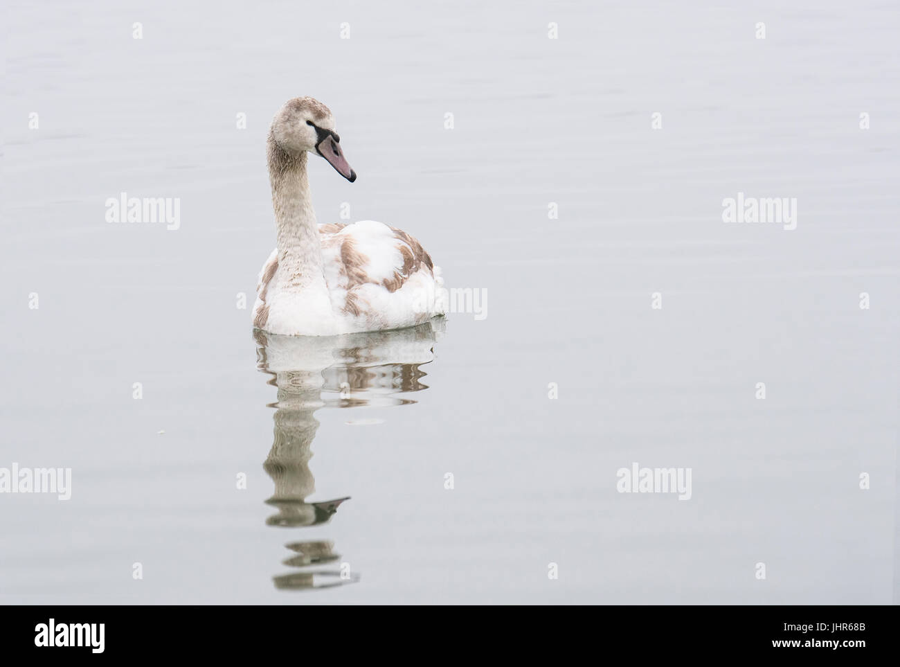 White swan pride in water Stock Photo - Alamy