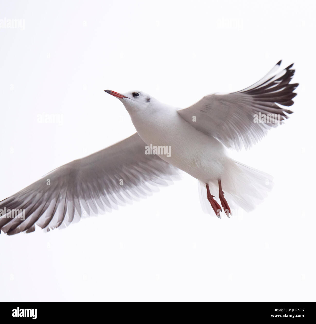 Gull rivergull flying above river Stock Photo - Alamy