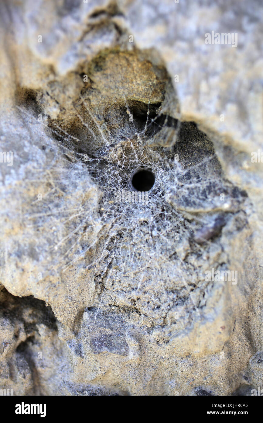 Web funnel - Spider nest on the rock - Andalusia - Spain Stock Photo ...