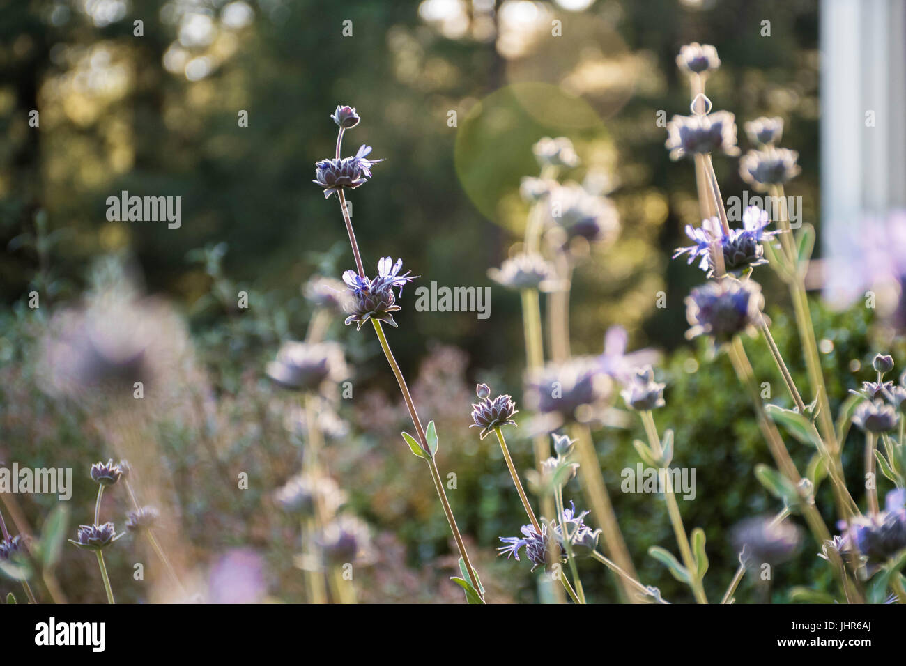 Lavender by a Front Porch in the California Redwoods Stock Photo - Alamy