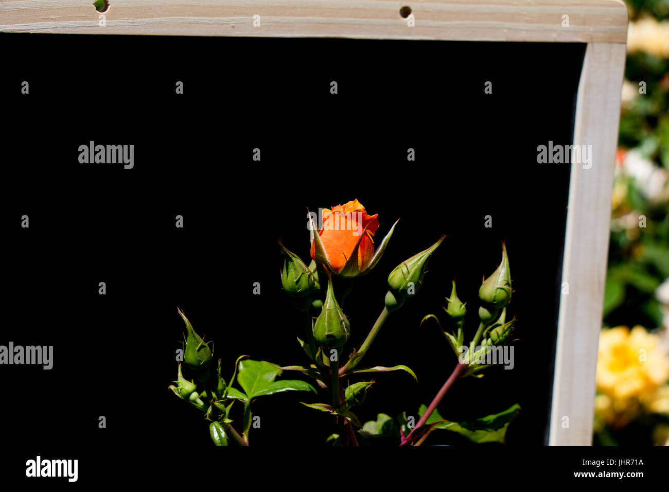 Beautiful rose with a black background Stock Photo - Alamy