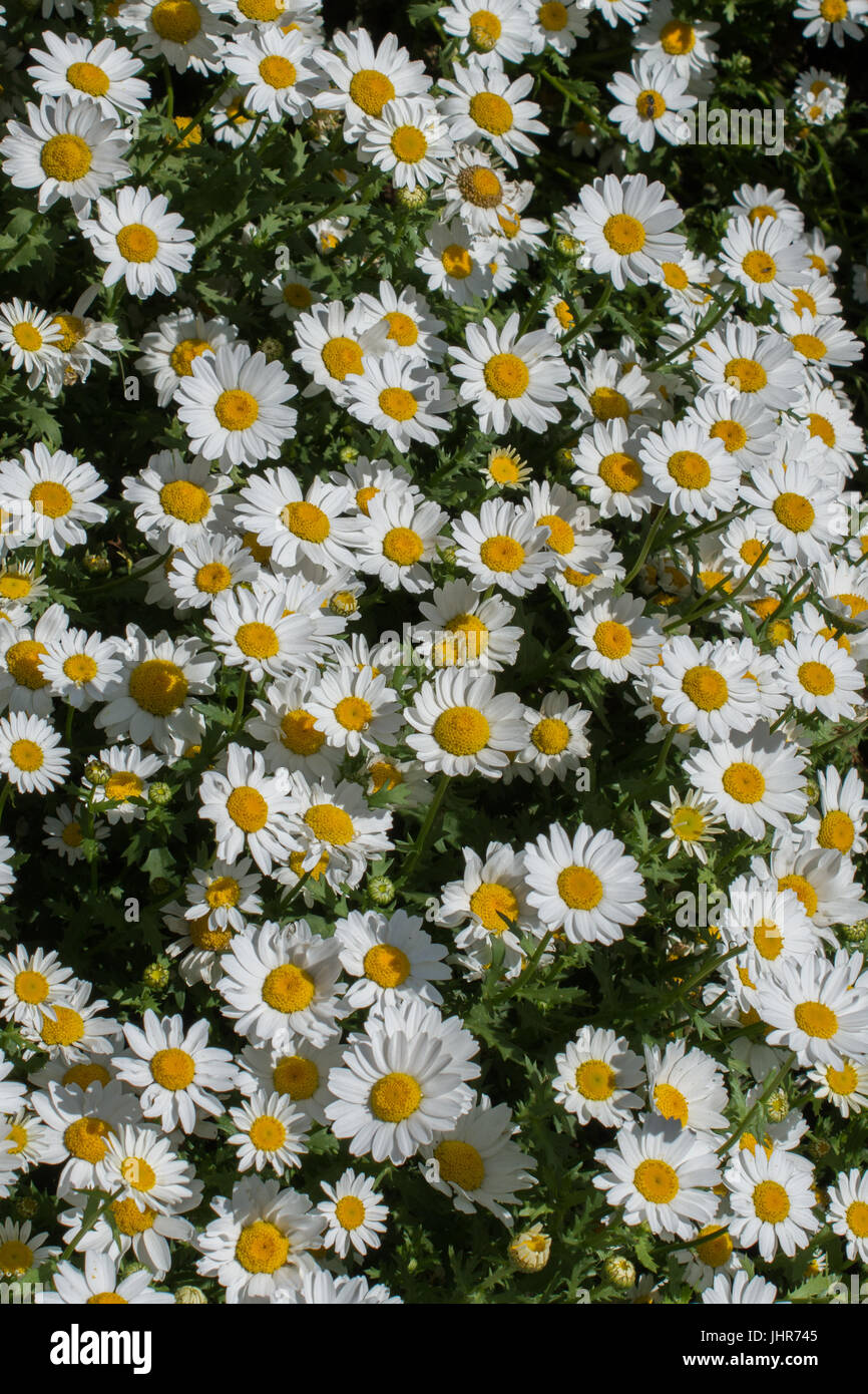 Beautiful daisy flowers as a background Stock Photo - Alamy