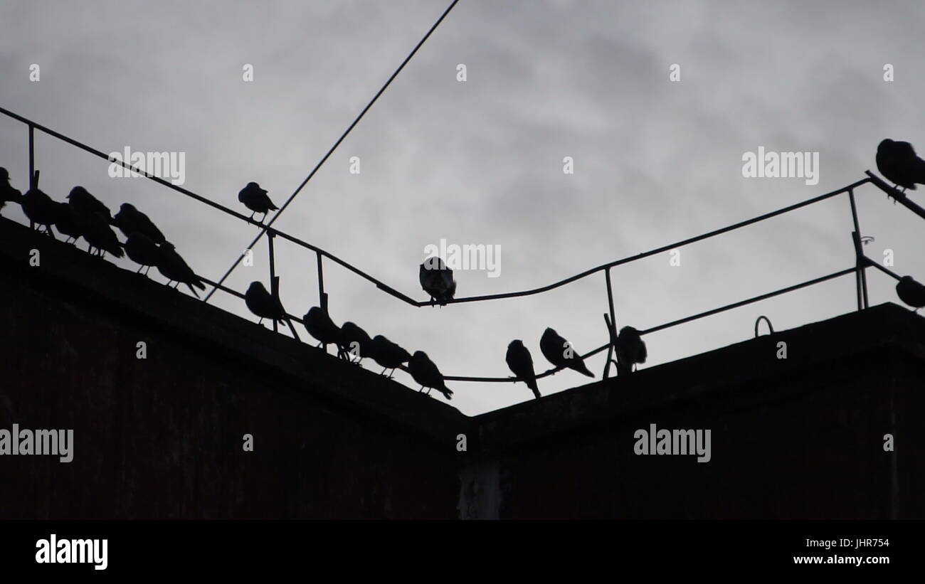 Crows sitting on power line hi-res stock photography and images - Alamy