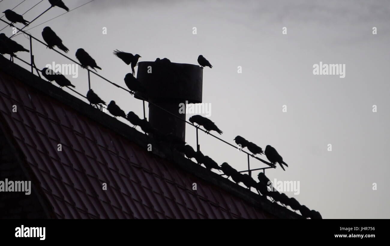 Crows sitting on power line hi-res stock photography and images - Alamy