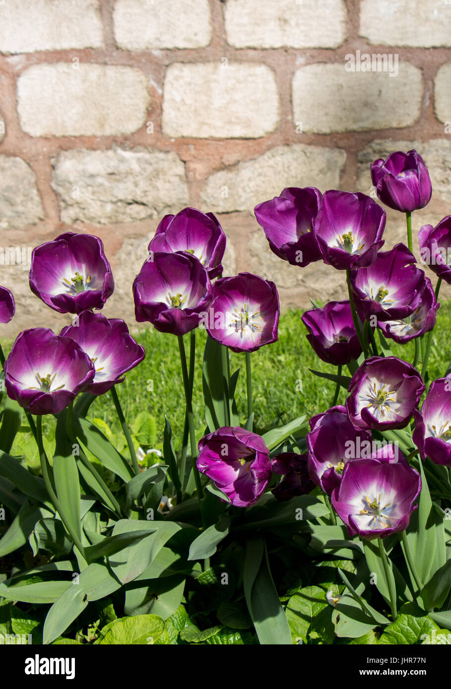 Colorful blooming wild spring flowers Stock Photo - Alamy