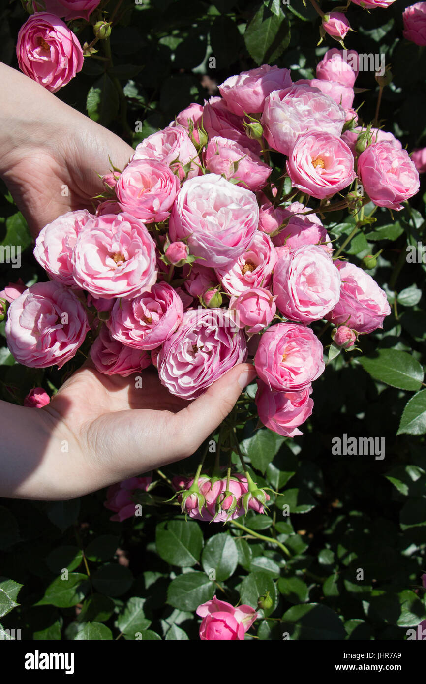 Beautiful fresh roses in hand Stock Photo - Alamy