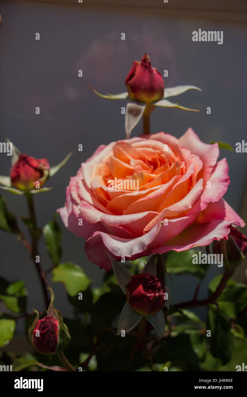 Beautiful colorful Rose Flower on garden background Stock Photo - Alamy
