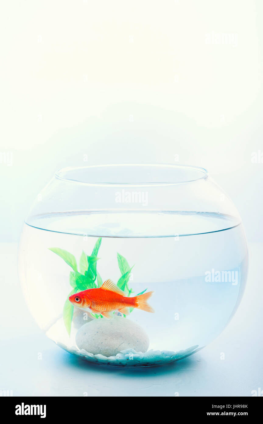goldfish in a fish bowl isolated Stock Photo - Alamy