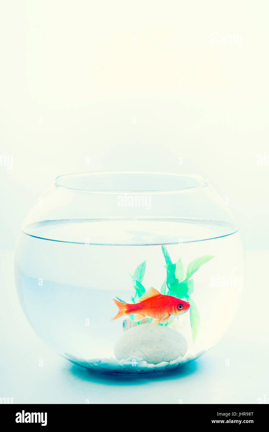 goldfish in a fish bowl isolated Stock Photo - Alamy
